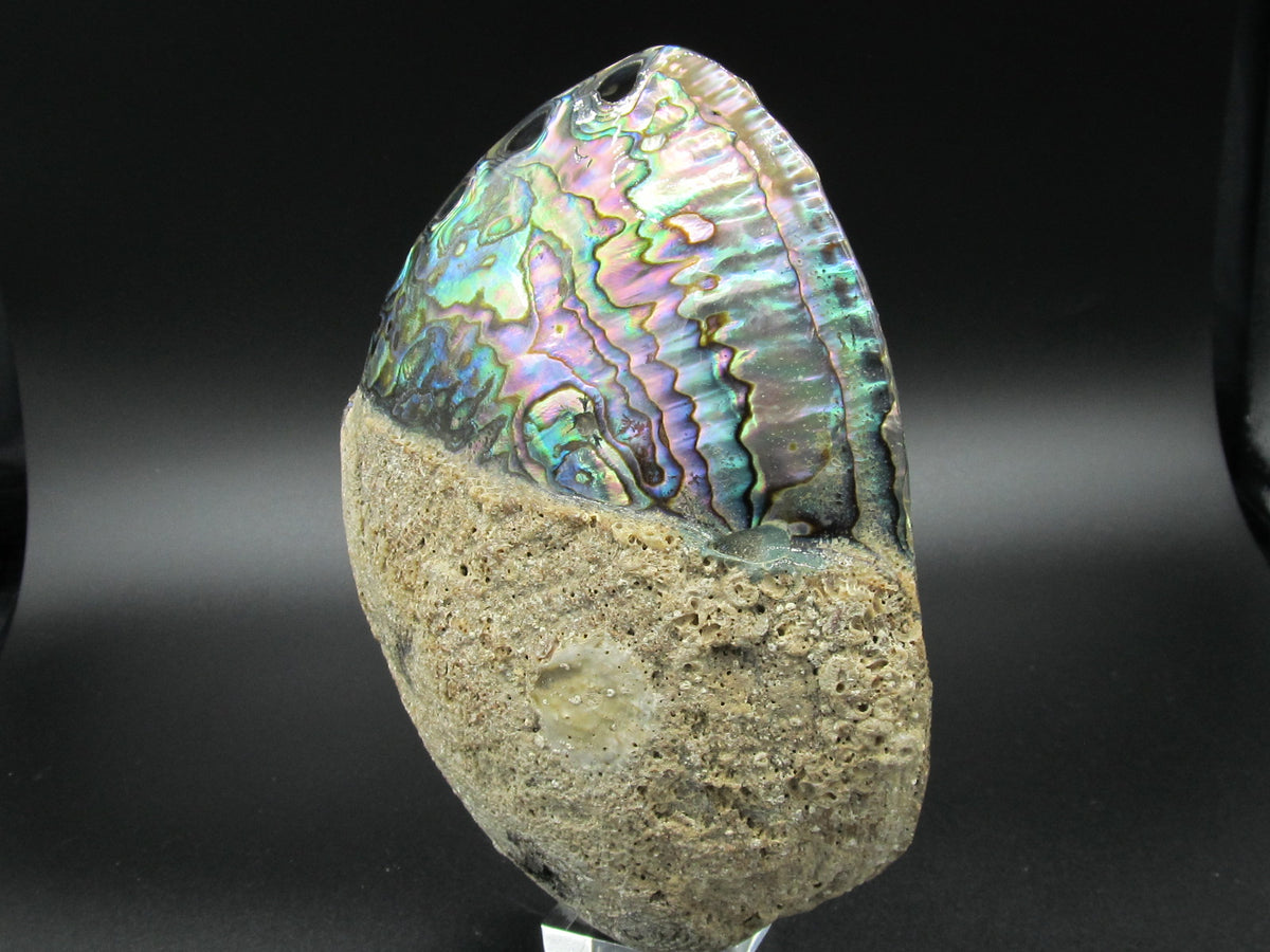 SHELL Green abalone Haliotis fulgens – Cactus Mineral